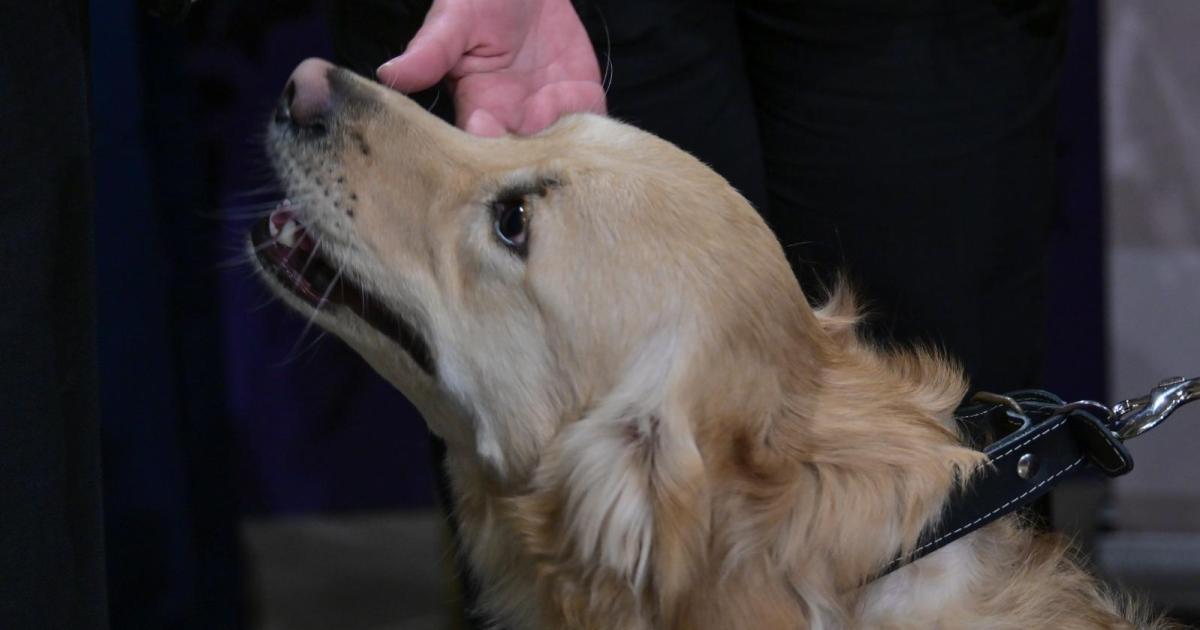 Five service dogs graduate at San Anton Palace
