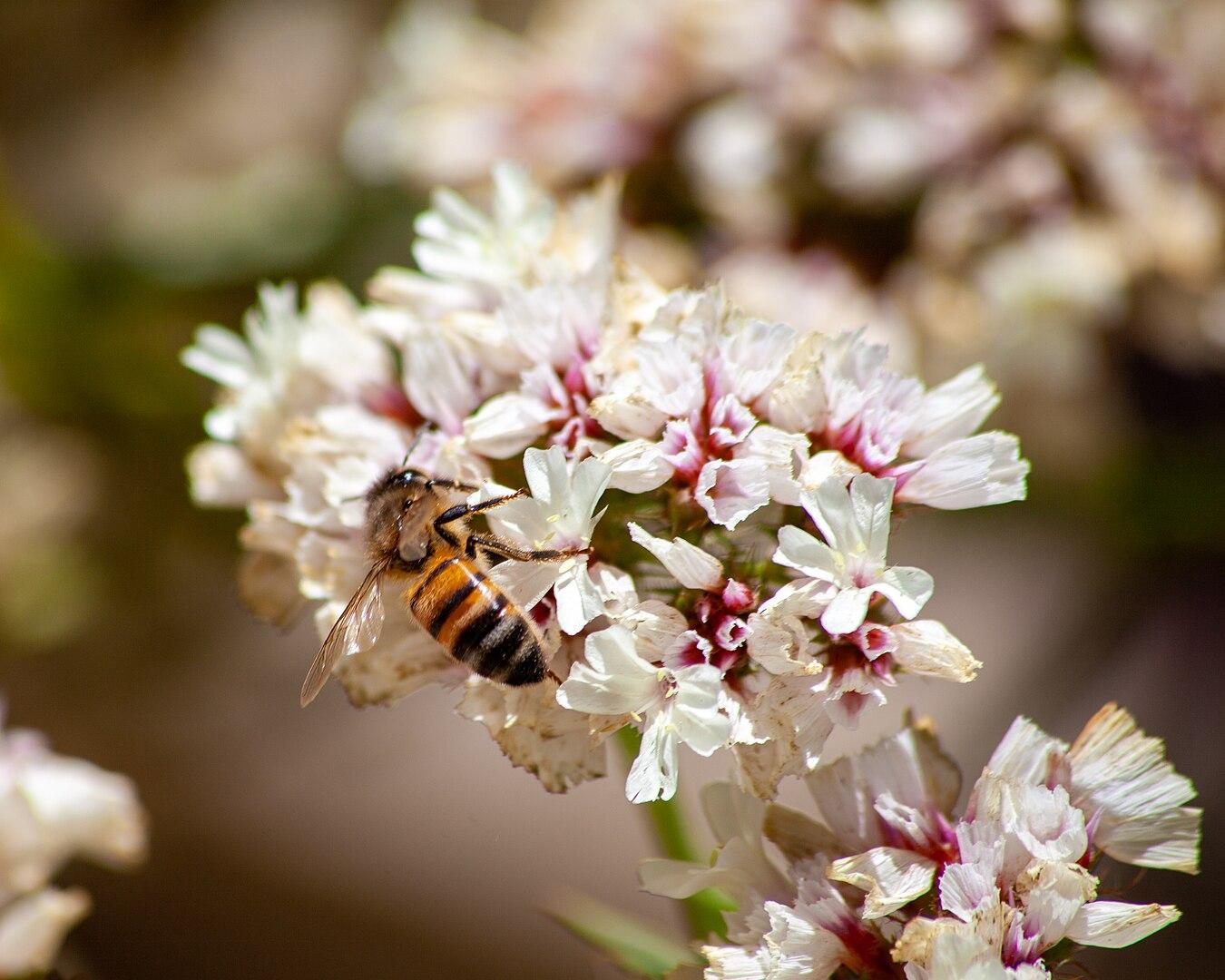 In photos: 15 images of Malta's natural beauty in running for global prize