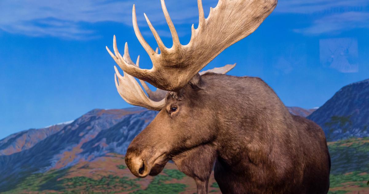 Finnish motorists warned as heat drives thirsty moose onto roads