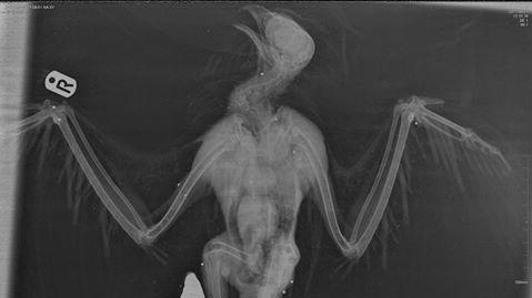 Protected bird washes ashore after being shot at sea
