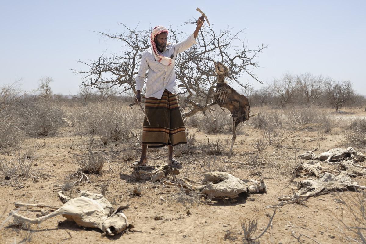 ‘Our children are next’: Kenyans are burning livestock that died due to ...