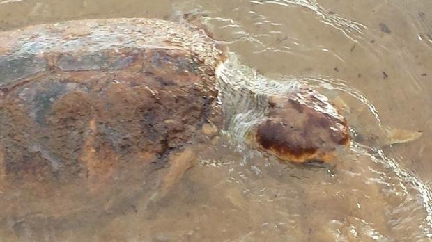 Dead turtle washes up in Gnejna