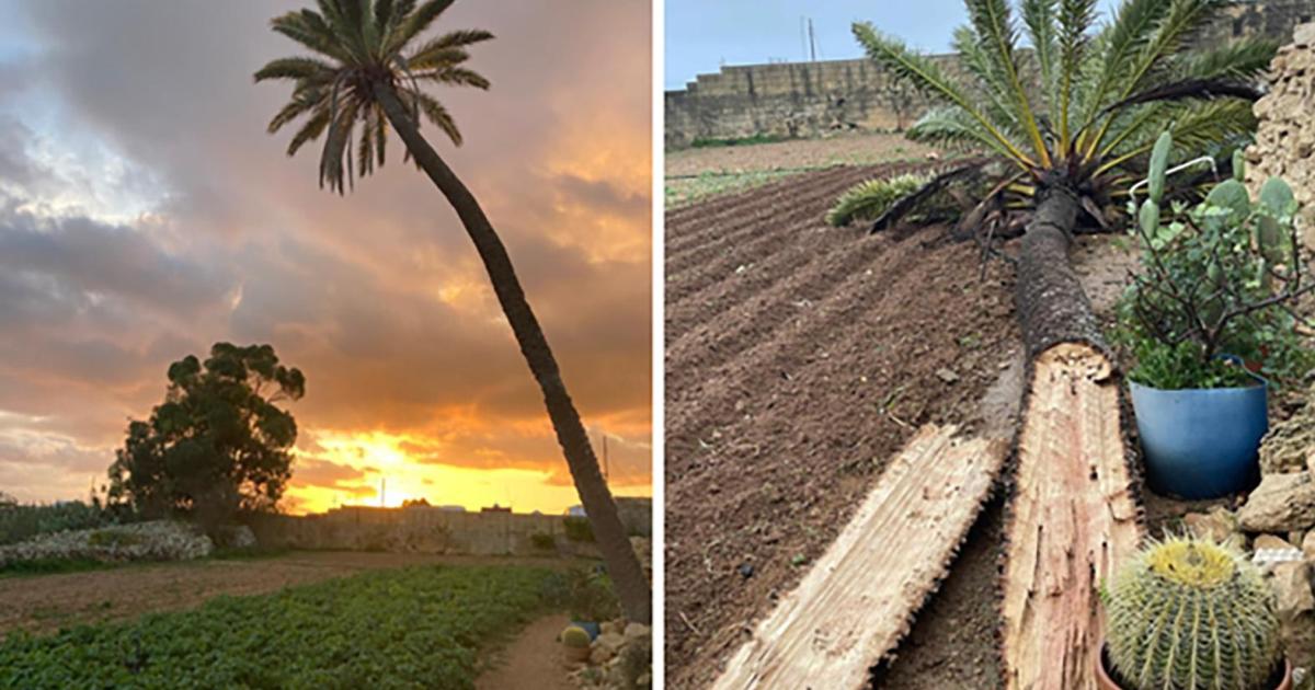 Palm tree destroyed by Storm Harry inspires tree-planting initiative