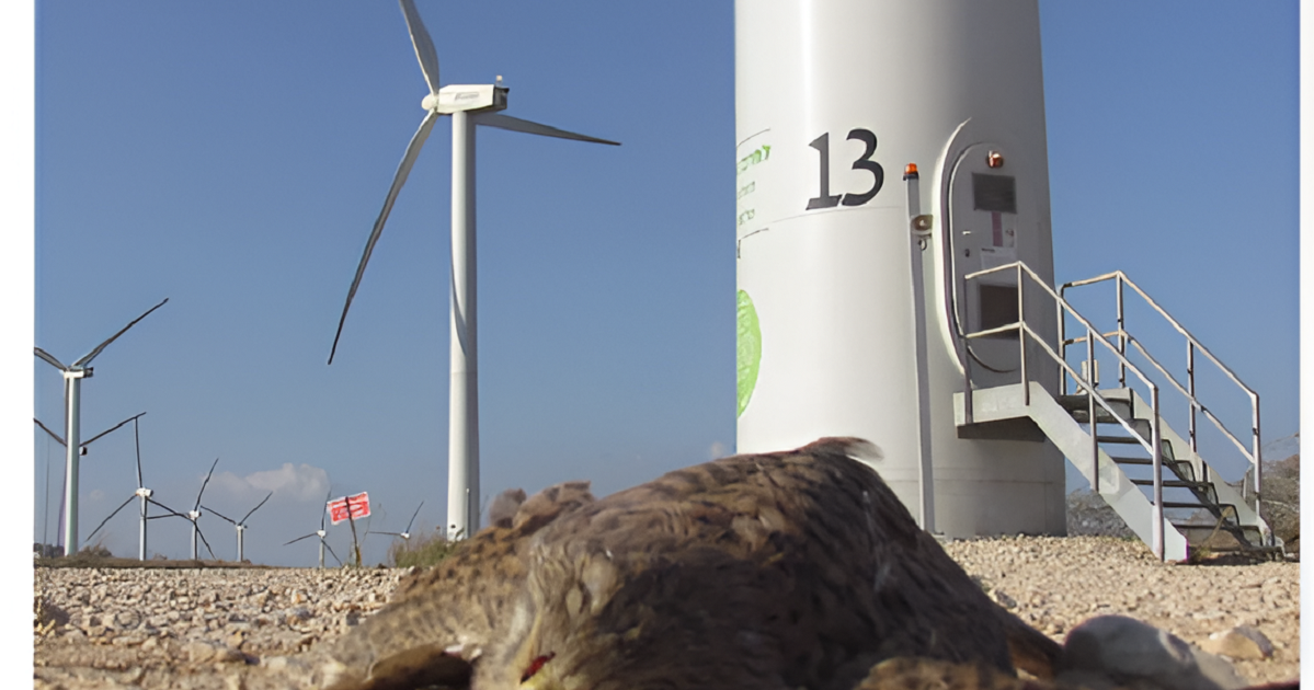 Trump gets wrong country, wrong bird in windmill rant