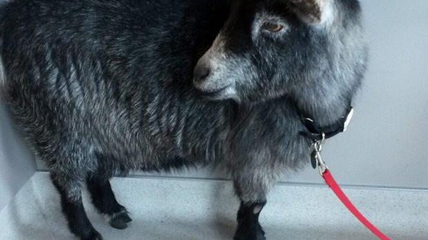 Goat walks into Starbucks for coffee