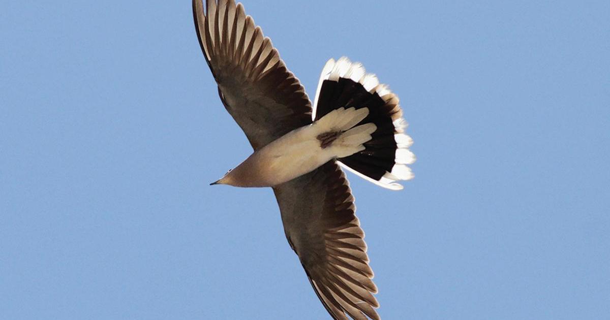 400 turtle doves released into the wild - FKNK