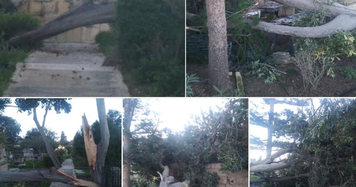 Wind causes large old tree to collapse at Msida Bastion Cemetery