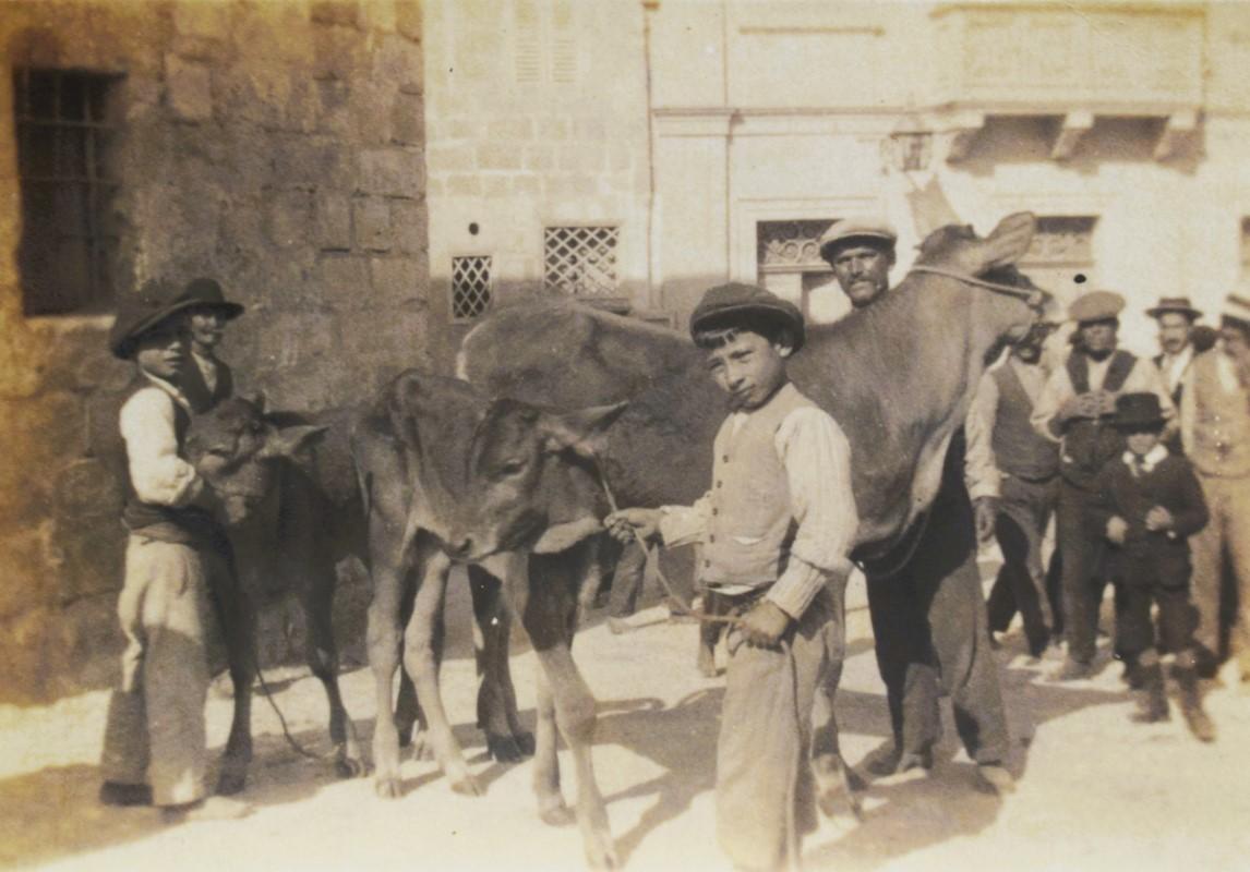 In pictures: Animals in early Maltese photography