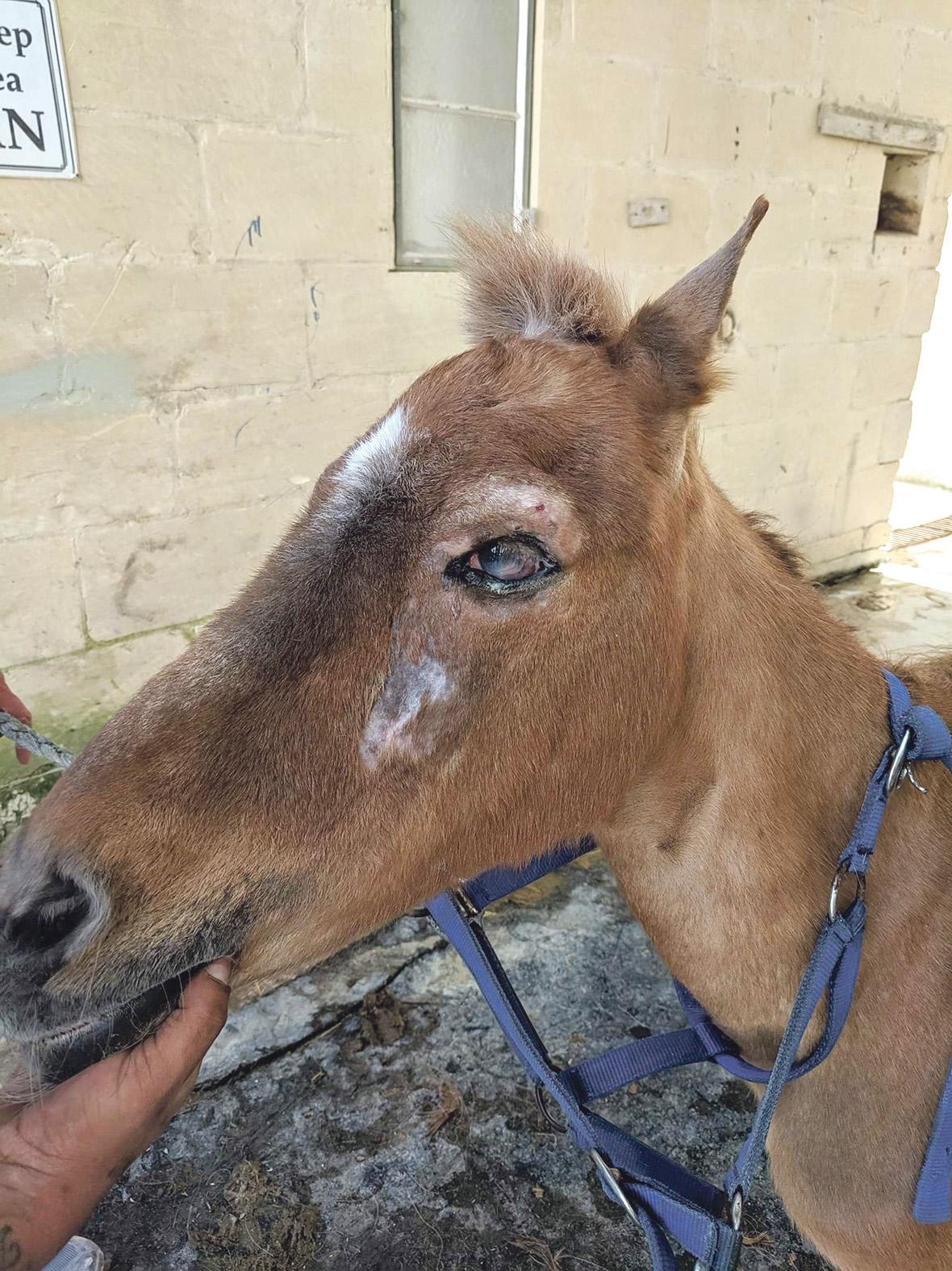 Rescued horses may lose stables as NGO struggles with increased rent