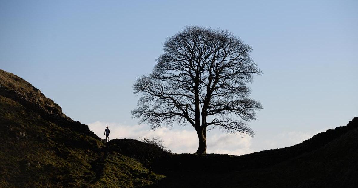 Two men who chopped down iconic UK tree handed jail sentences