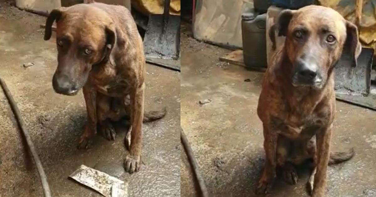 Witnesses asked to come forward after dog is run over in Gozo