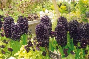 Black hyacinth inventor is 'old friend of Malta'