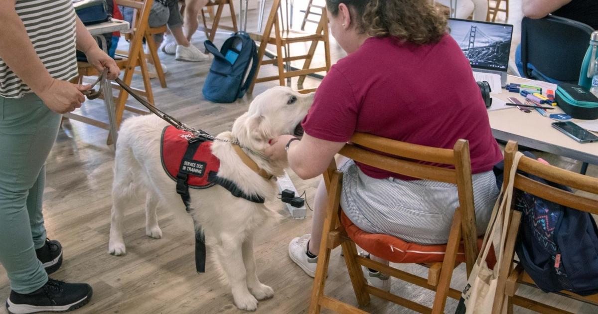 Therapy dogs help soothe stressed University students