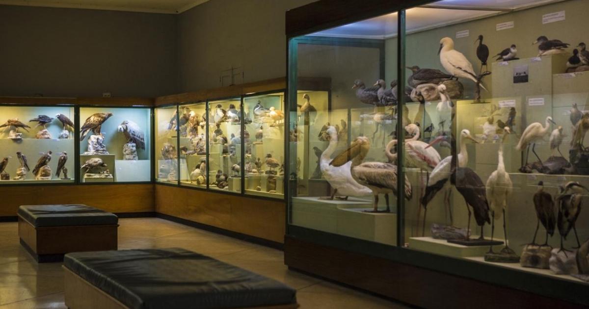Natural History Museum to reopen in January, voucher scheme extended