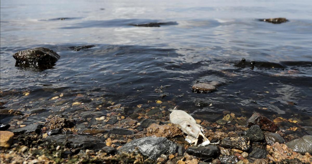 Spain’s Mar Menor lagoon ‘paradise’ spits out tons of dead fish