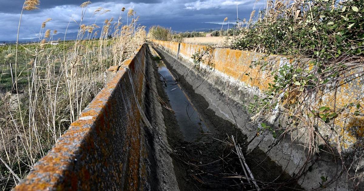 Drought in Sicily threatens grain fields, animal herds