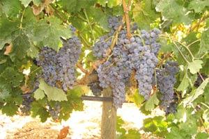 Organic agriculture in Malta