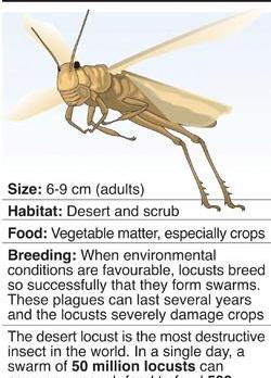 Locusts living in swarms develop bigger brains