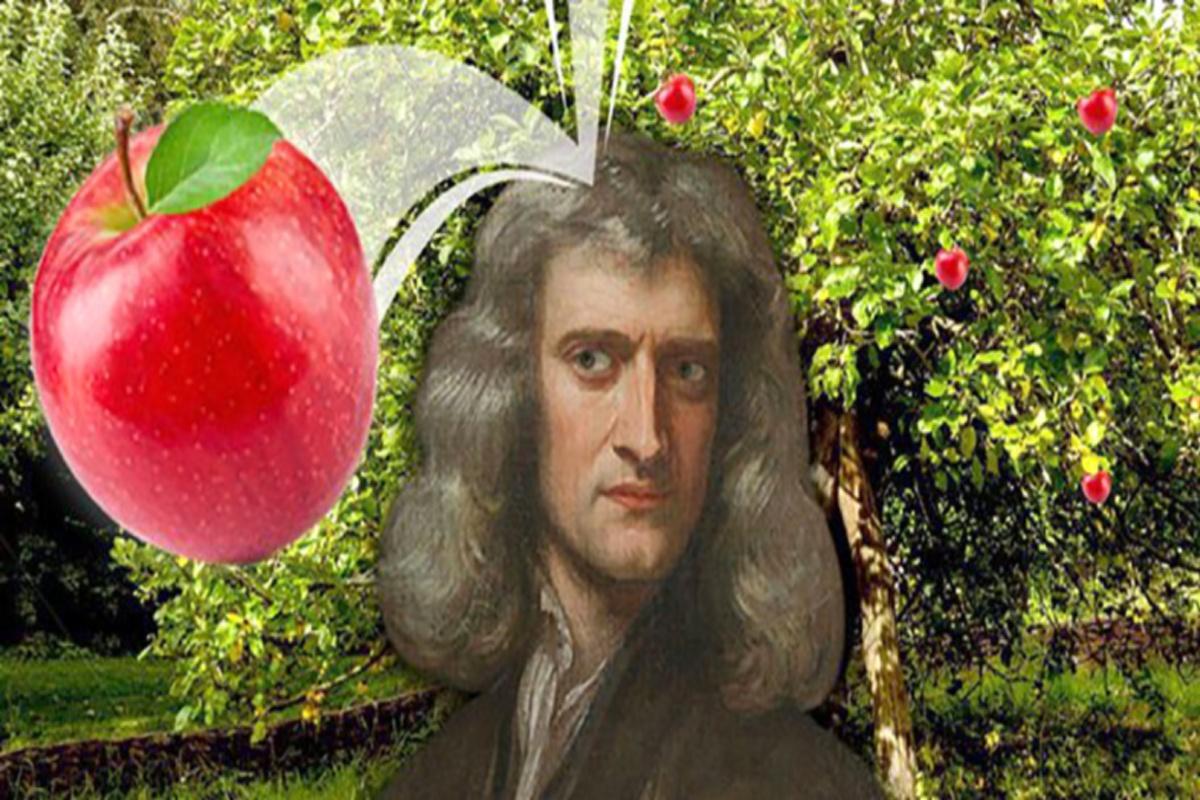 Isaac Newton Apple Saplings From Sir Isaac Newton Tree With Gravitas