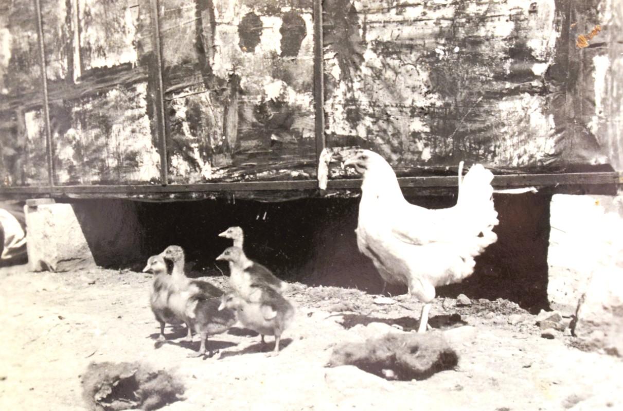 In pictures: Animals in early Maltese photography
