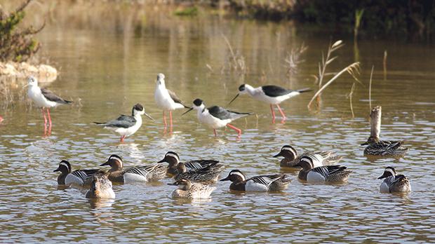Spring bird migration in the Maltese islands