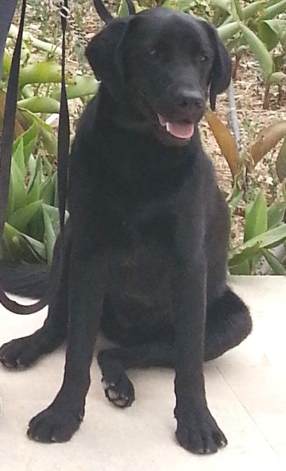 Appeal for puppy raisers