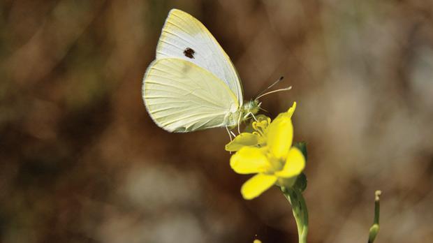 Butterfly diversity peaks in June