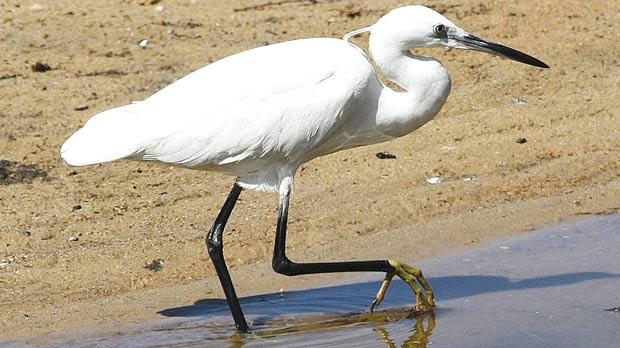 Definitive guide to Malta’s breeding birds