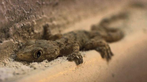 Maltese wildlife documentary