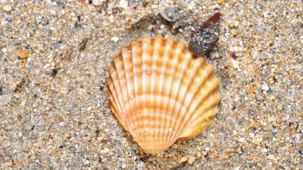 A mollusc in the shape of a heart