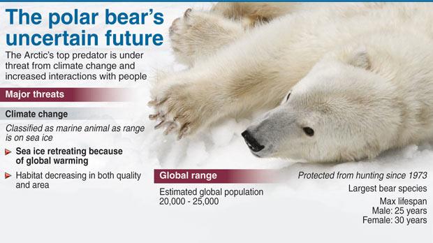 Polar bears face uncertain future