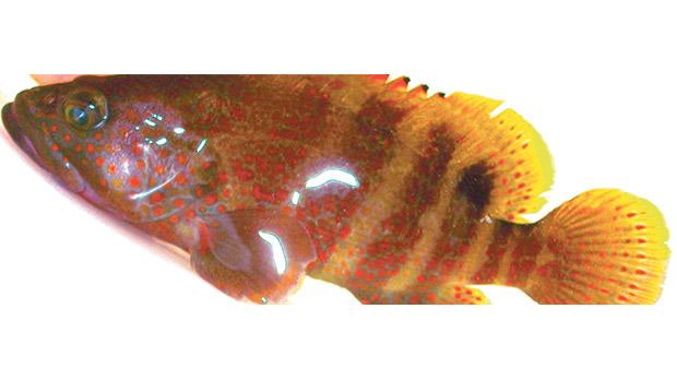 New alien species in Mediterranean Sea