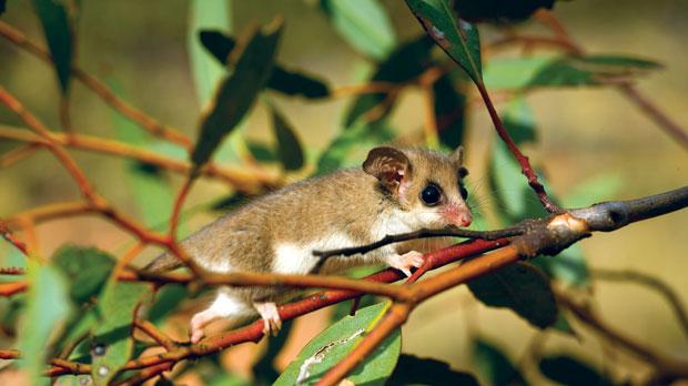 Possum could be Australia’s first climate change victim