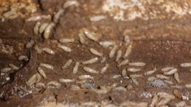 Rise of termites in Malta