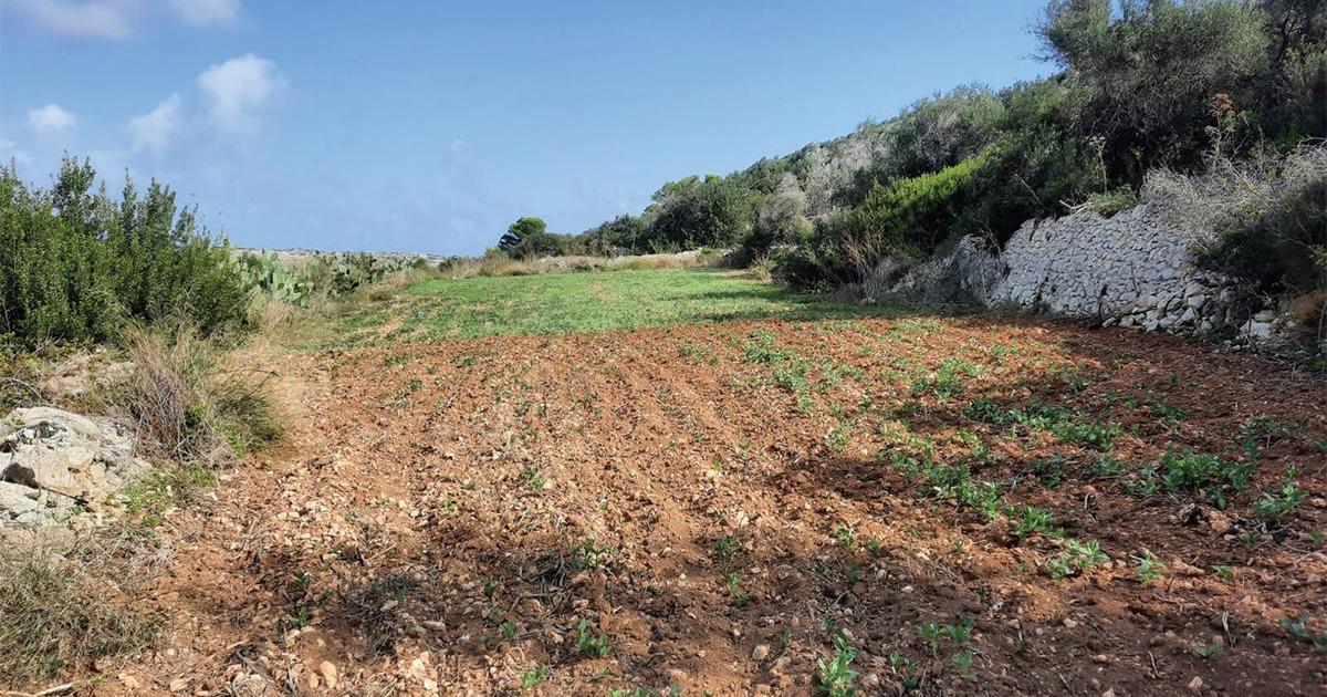 Forestals Malta