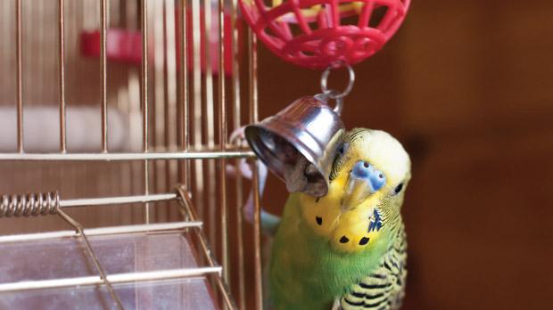 Fine feathers make fine birds