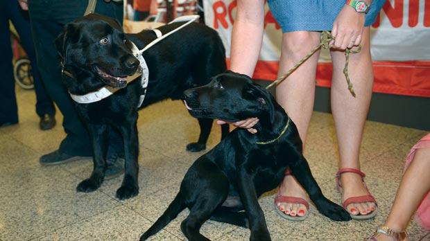 Potential guide dogs arrive for puppy raising
