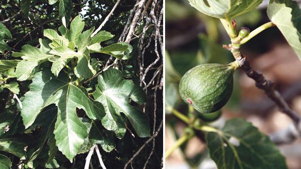 Farmers to get fig trees to counter parasite devastation
