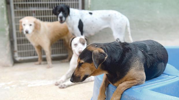 NGOs given 24 hours to select representatives on Animal Welfare Council