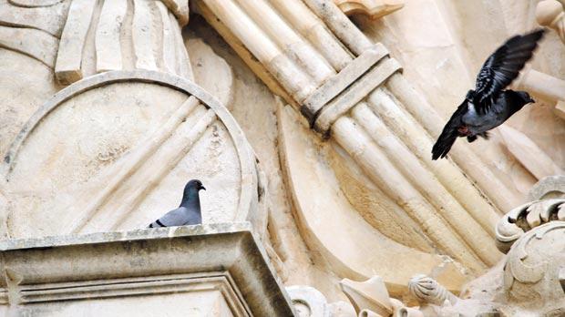 Culling pigeons ‘not effective solution’