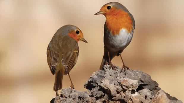 Malta birds’ book soars in British rankings