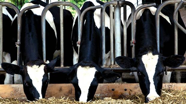 Cattle population grows