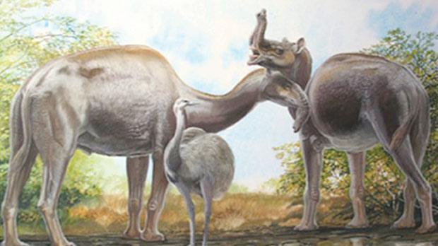 Darwin puzzle solved