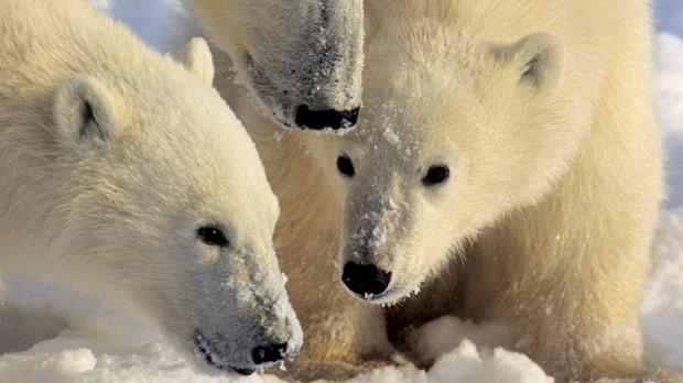Mother of all polar bears from Ireland