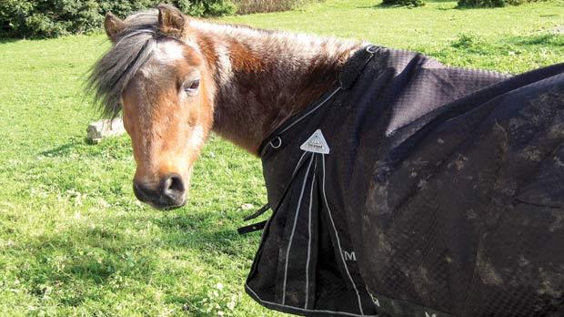 Former pit pony Tony dies at 40
