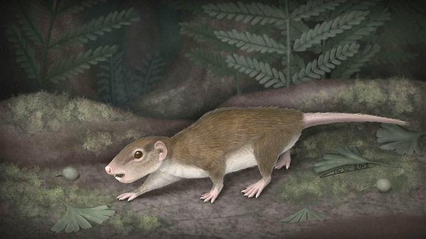 Jurassic rat was earliest rodent