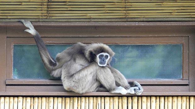 Experts find secret behind gibbon’s jumping ability