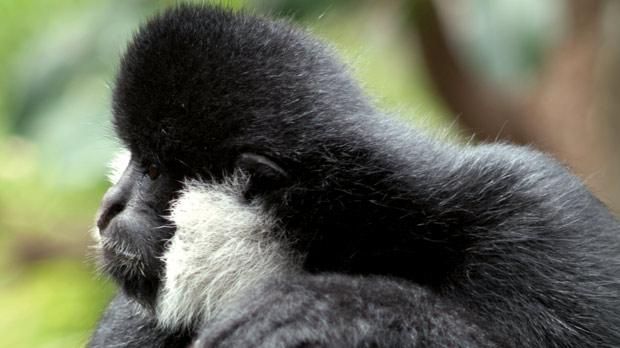 Rare species of gibbons found in Vietnam forests